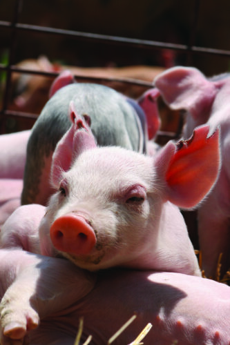 Raising Pigs on a Small Scale - Grit